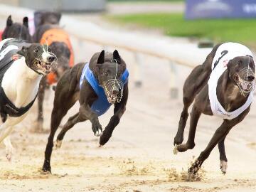 Racing | Nottingham Greyhound Stadium