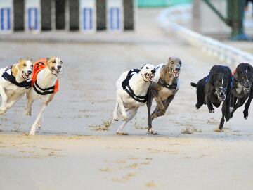 Nottingham Greyhounds